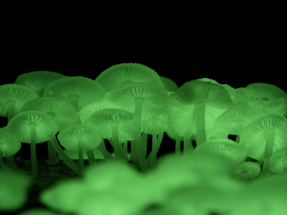 Bioluminescent Fungi Kit