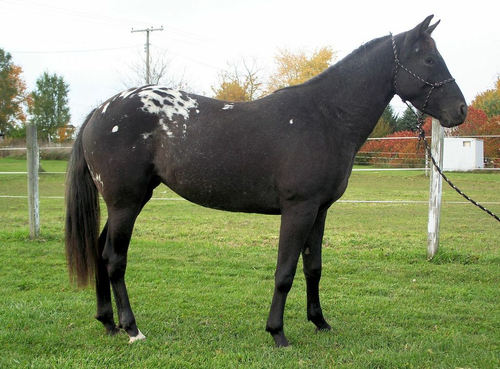 Black Snowflake Appaloosa