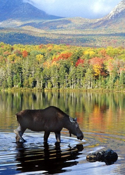 Home [www.markfontecchio.net]